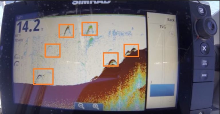 What do fish look like on a fish finder - Tech Plus Inc